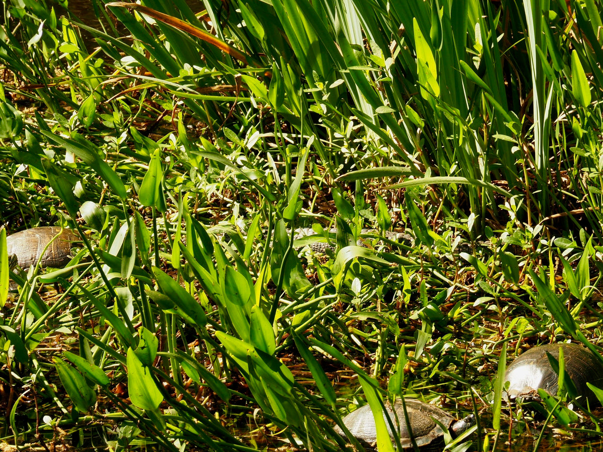 A Bayou Defined: Armand Bayou Nature Center – The Botanical Journey