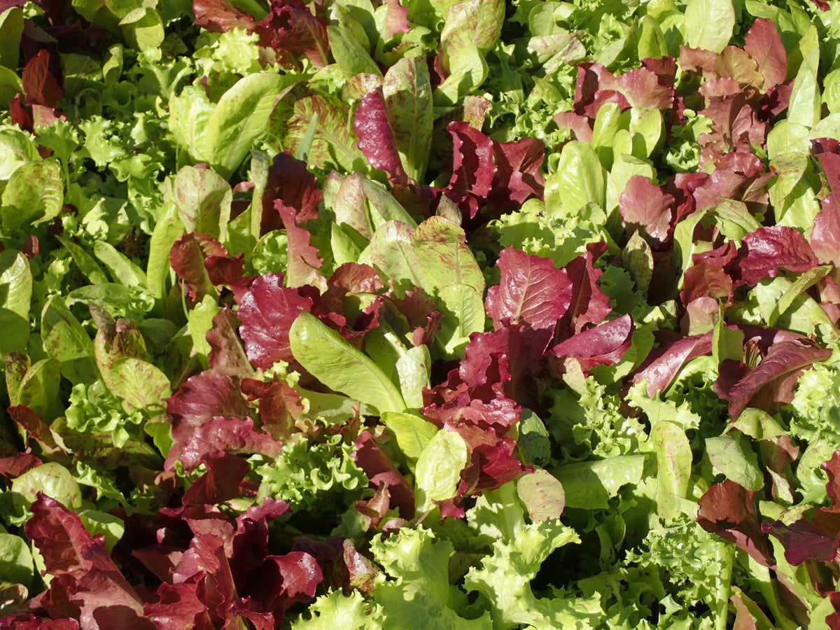 CSA Animal Farm – The Botanical Journey