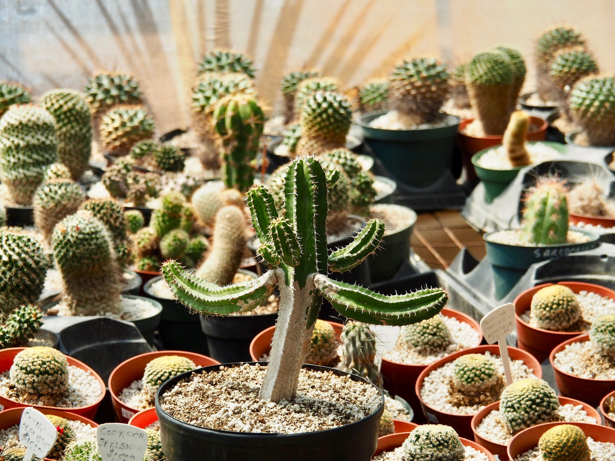 The Cactus King – The Botanical Journey