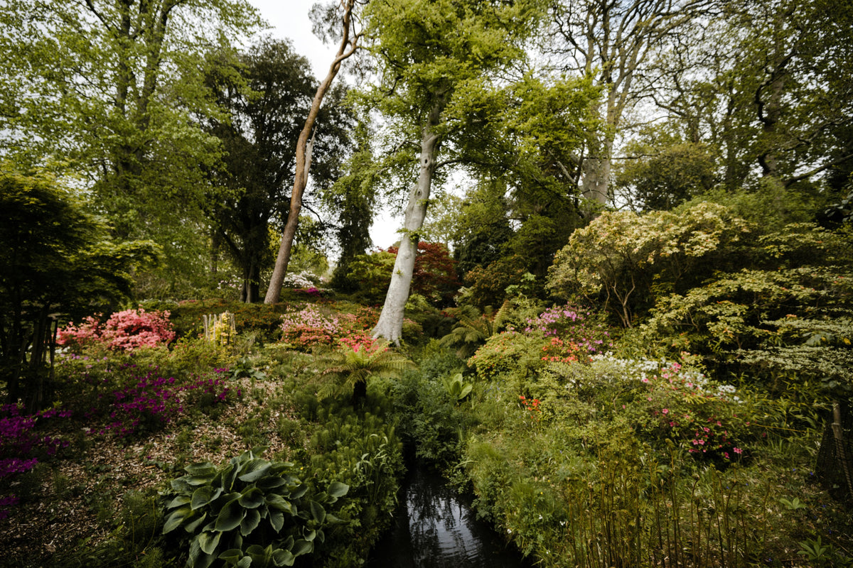 Five Principles of Forest Farming – The Botanical Journey